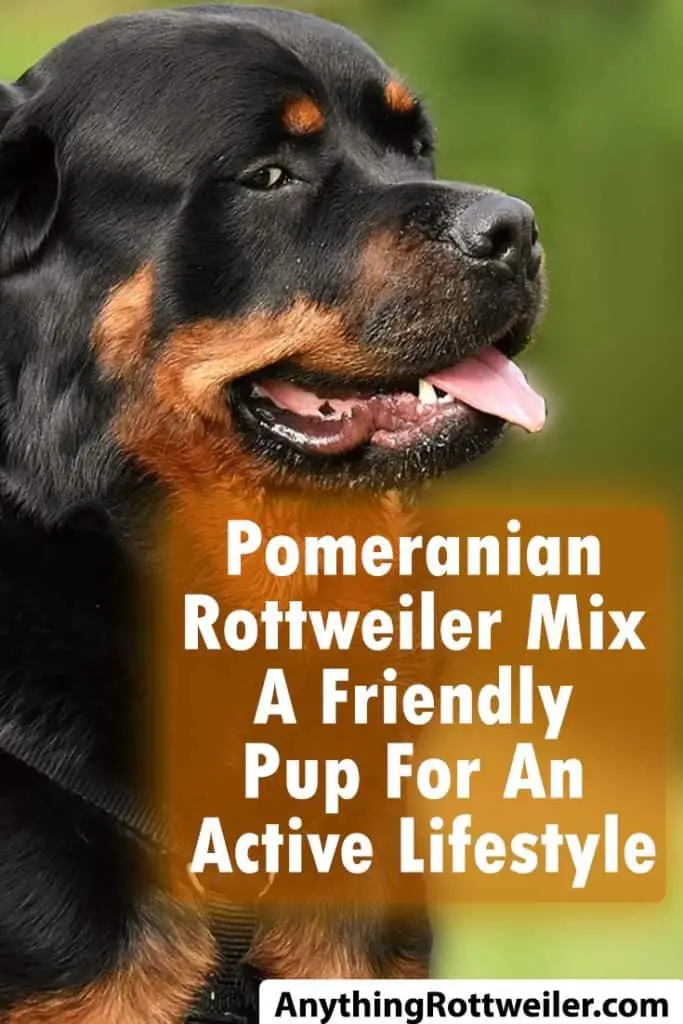 Pomeranian Rottweiler Mix: A Friendly Pup For An Active Lifestyle ...