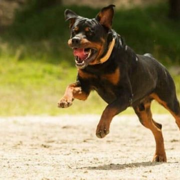 Why Do Rottweilers Have Short Tails: a History of Tail Docking in ...