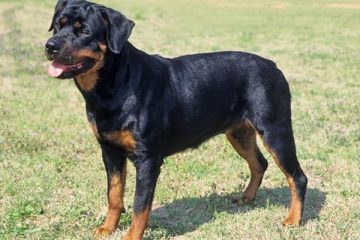Different Types of Rottweiler: Did You Know There Is More Than One ...
