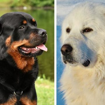What Dog Can Beat A Rottweiler? | Anything Rottweiler