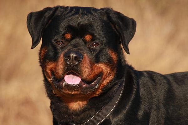 Are Rottweilers Dangerous: the Fierce and the Friendly About Rotties ...