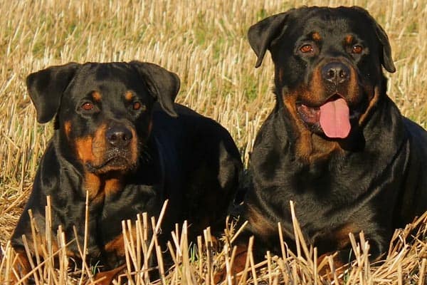 Will Two Male Rottweilers Get Along: the Good, Bad and Ugly About Male ...