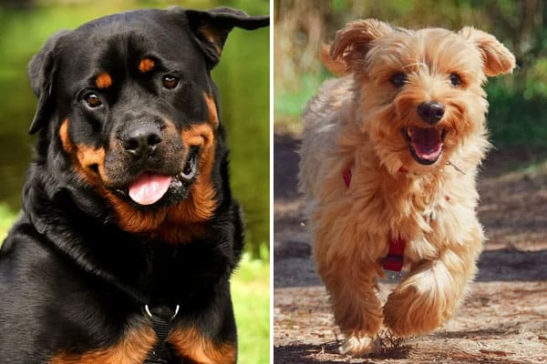 Yorkie Rottweiler Mix: the Little and the Big About This Unusual Mix ...