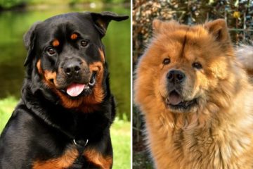 Rottweiler Chow Mix: How It Is Not Much of an Enigma | Anything Rottweiler