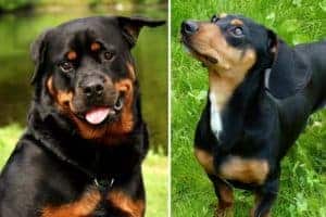Rottweiler Dachshund Mix: An Intriguing and Unusual Designer Dog ...