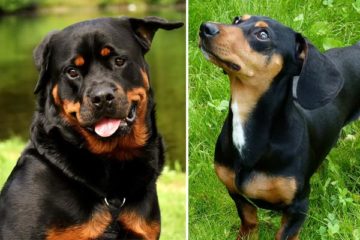 Rottweiler Dachshund Mix: An Intriguing and Unusual Designer Dog ...