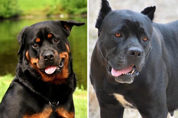 Rottweiler vs Cane Corso: Differences Between Two Powerful Canines ...