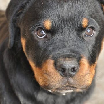 Rottweiler Poodle Mix: What to Expect When You Choose a Rottiepoo ...