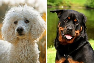 Rottweiler Poodle Mix: What to Expect When You Choose a Rottiepoo ...