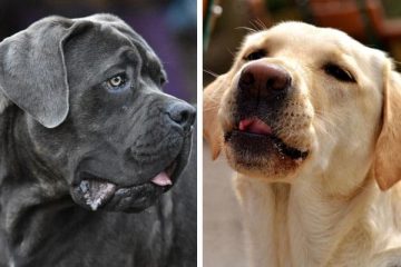 Cane Corso Lab Mix: All the Details of the Latest Designer Dog ...