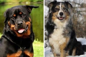 Australian Shepherd Rottweiler Mix: Meet the Smart & Loyal | Anything ...
