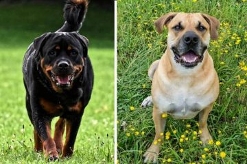 Boerboel Rottweiler Mix: The Steadfast And Loyal Hybrid | Anything ...