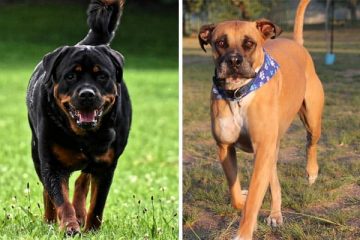 Bullmastiff Rottweiler Mix: Meet the Brave Loyal Dog | Anything Rottweiler