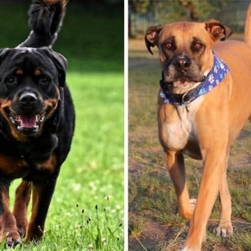 Pug Rottweiler Mix: Meet the Charming Loyal Dog – Anything Rottweiler