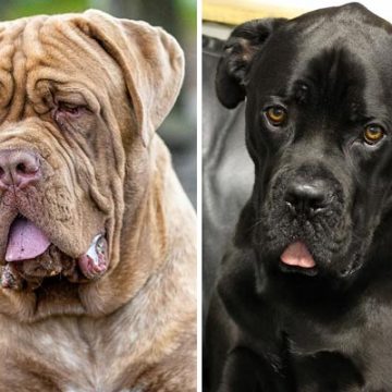 Belgian Malinois Mastiff Mix: Meet the Affectionate Watchful Dog ...