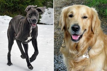 Great Dane Golden Retriever Mix: Meet The Friendly Intelligent Dog ...