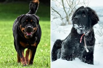 Rottweiler Newfoundland Mix: Patient and Loving Gentle Giant | Anything ...