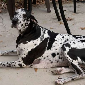 Rhodesian Ridgeback Great Dane Mix: Combining Power and Grace From Two ...